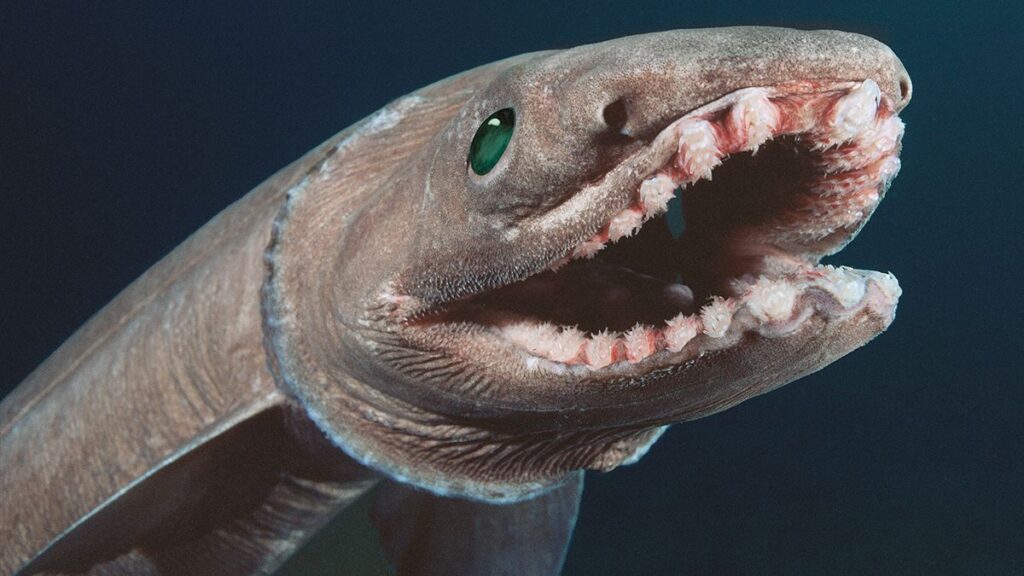 Ugliest Fish In The World: 10 Creatures Built To Survive