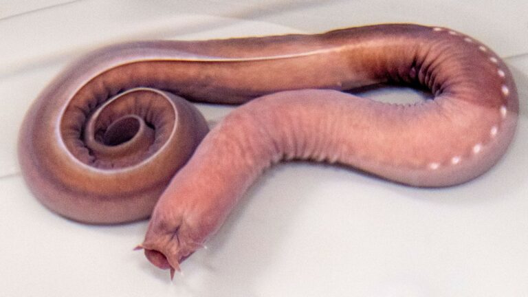 Ugliest Fish In The World: 10 Creatures Built To Survive