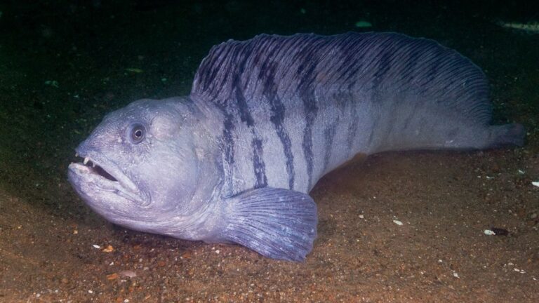 Ugliest Fish In The World: 10 Creatures Built To Survive