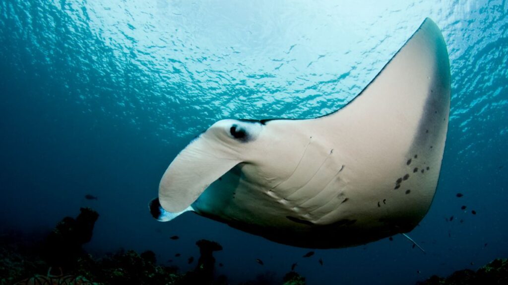 Manta Rays: Gentle Giants With The Biggest Brain In The Sea