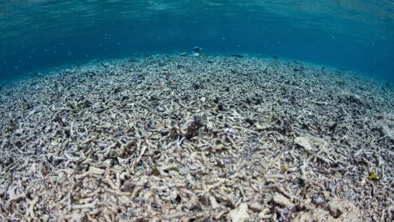 Reef Safe Sunscreen Explained: Protect Skin & Coral Reefs